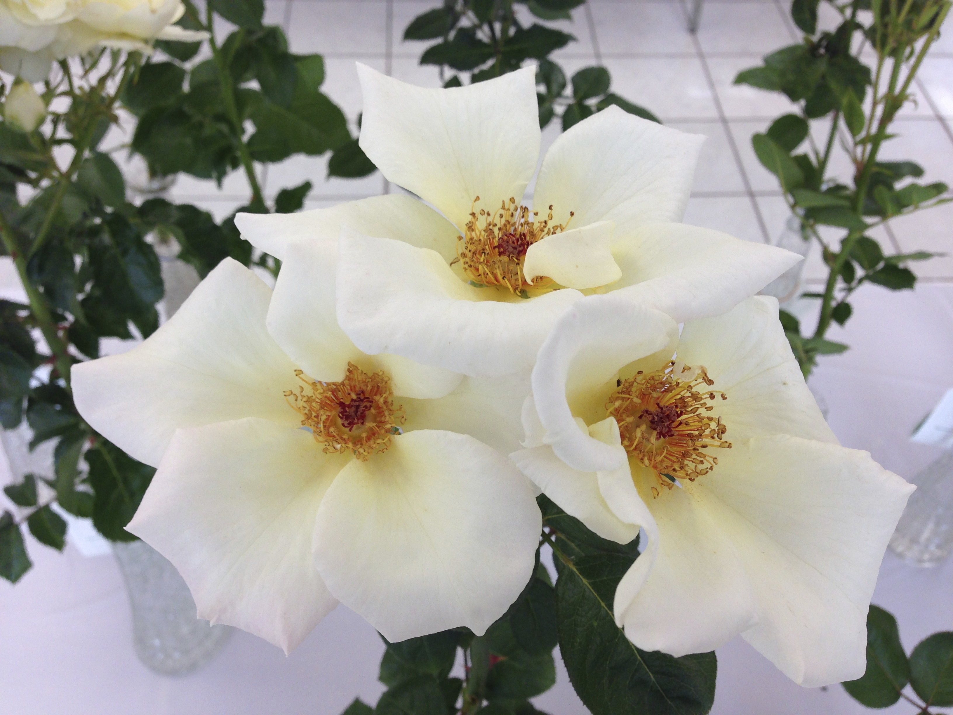 IMG_2708 | Indianapolis Rose Society