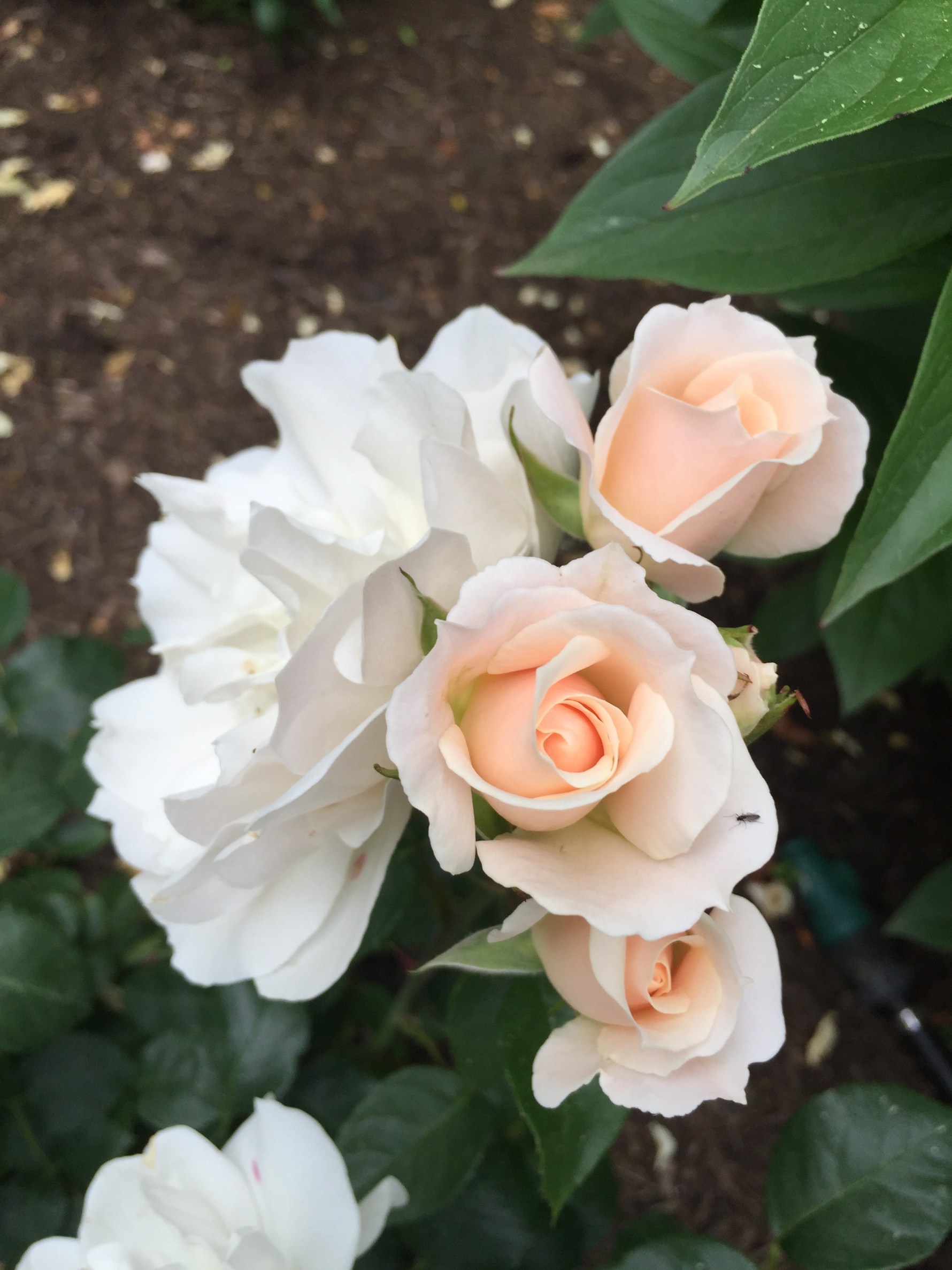 TGIF We’re Bloomin’ | Indianapolis Rose Society