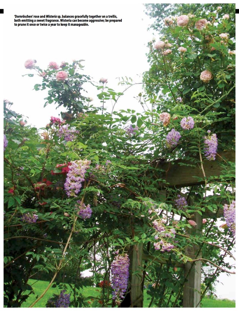 Rural Roses | Indianapolis Rose Society