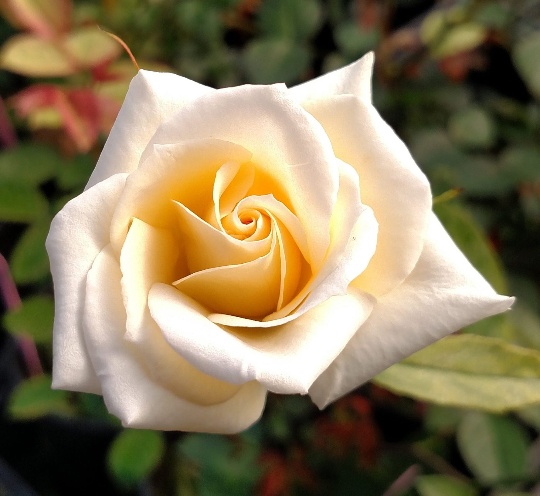 John and Donna Hefner Have Done It Again! | Indianapolis Rose Society