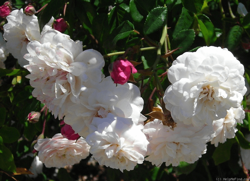 Will the Real ‘Seven Sisters’ Rose Please Standup? | Indianapolis Rose ...