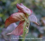 Rose Midge | Indianapolis Rose Society