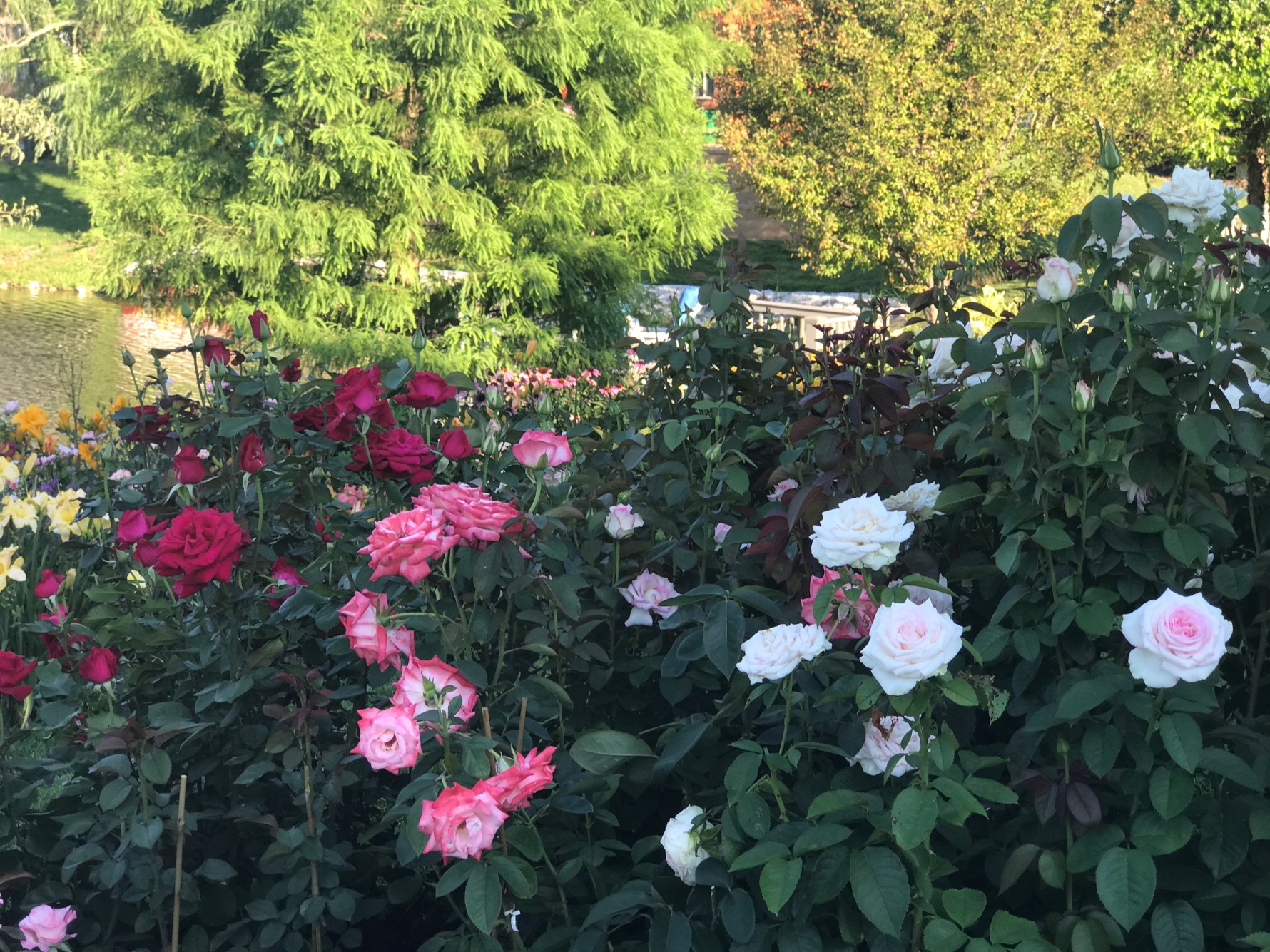 Rose Midge | Indianapolis Rose Society