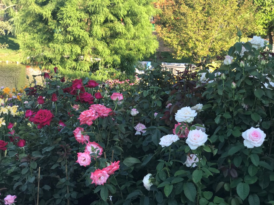 Rose Midge | Indianapolis Rose Society