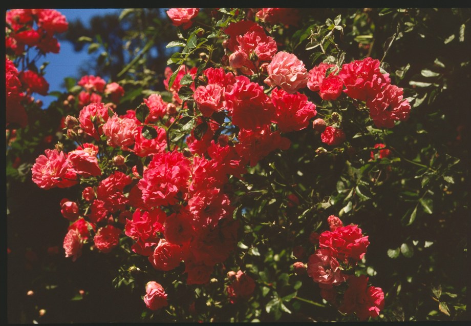 Will the Real ‘Seven Sisters’ Rose Please Standup? | Indianapolis Rose ...