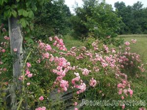 Will the Real ‘Seven Sisters’ Rose Please Standup? | Indianapolis Rose ...