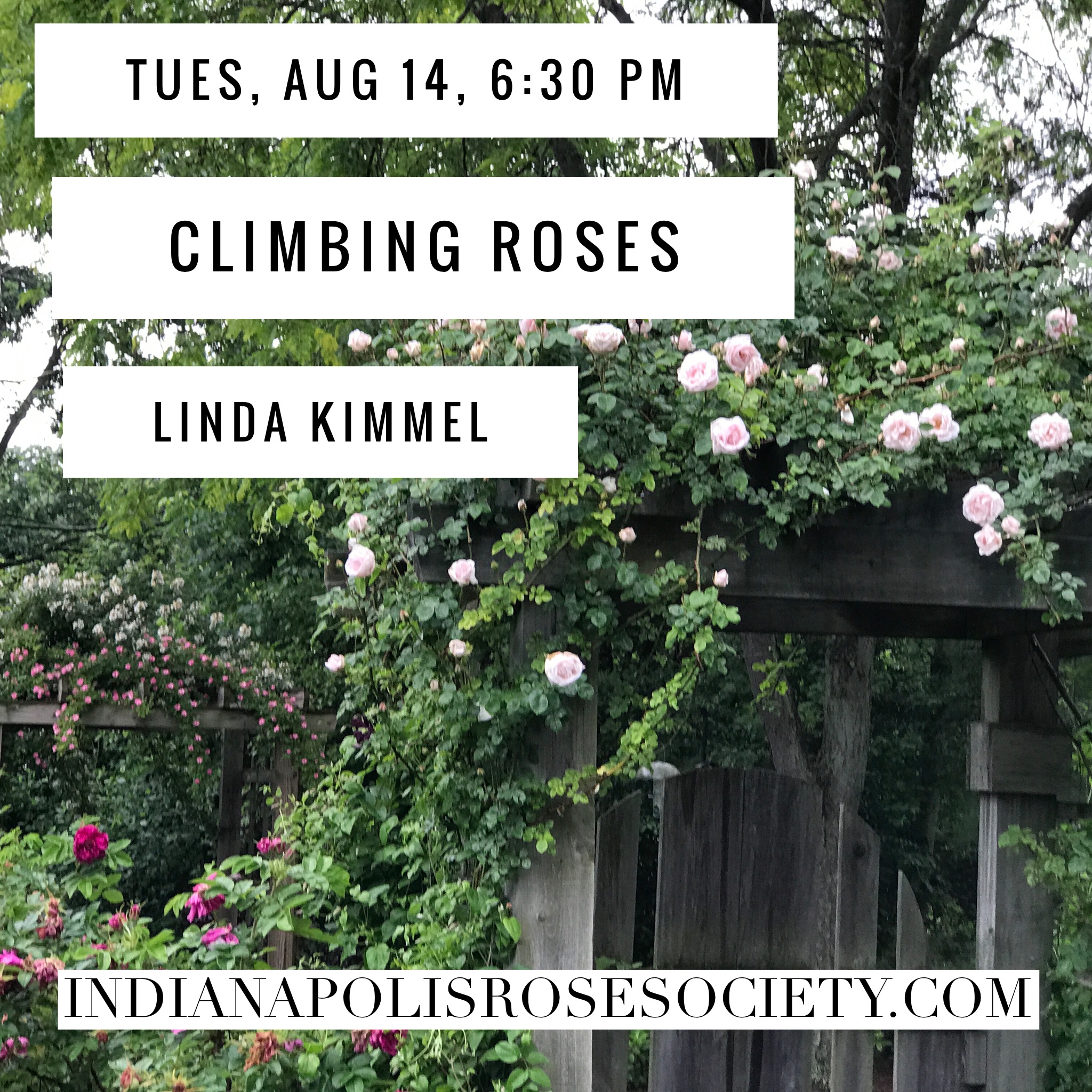 Create Your Garden Dream with Climbing Roses | Indianapolis Rose Society