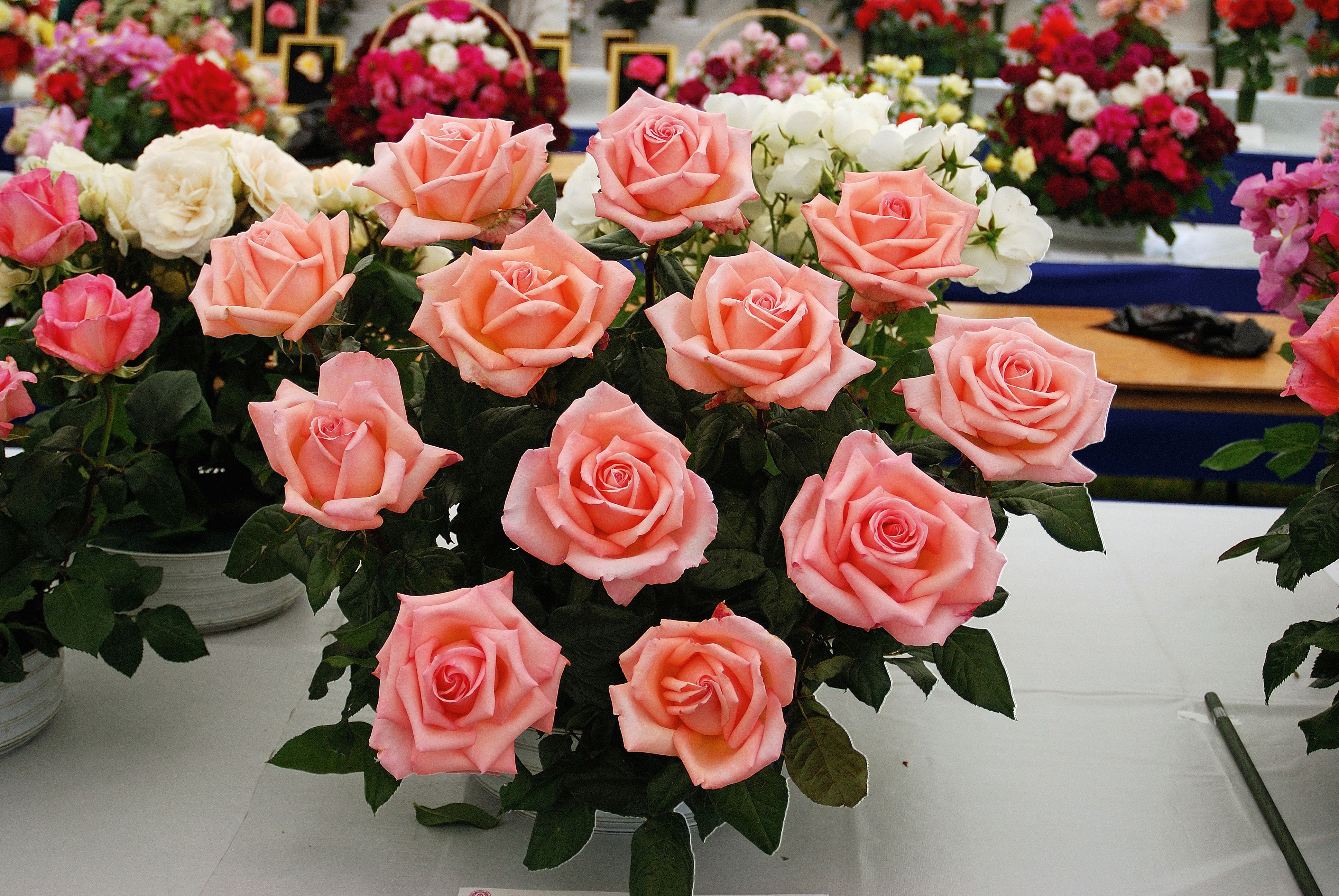 Taking the First Steps to Exhibiting Roses | Indianapolis Rose Society