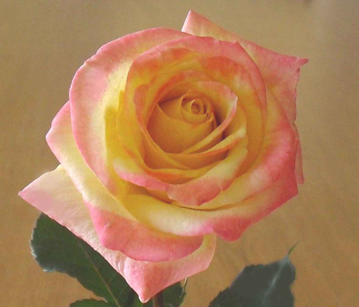 Why Miniflora Roses | Indianapolis Rose Society