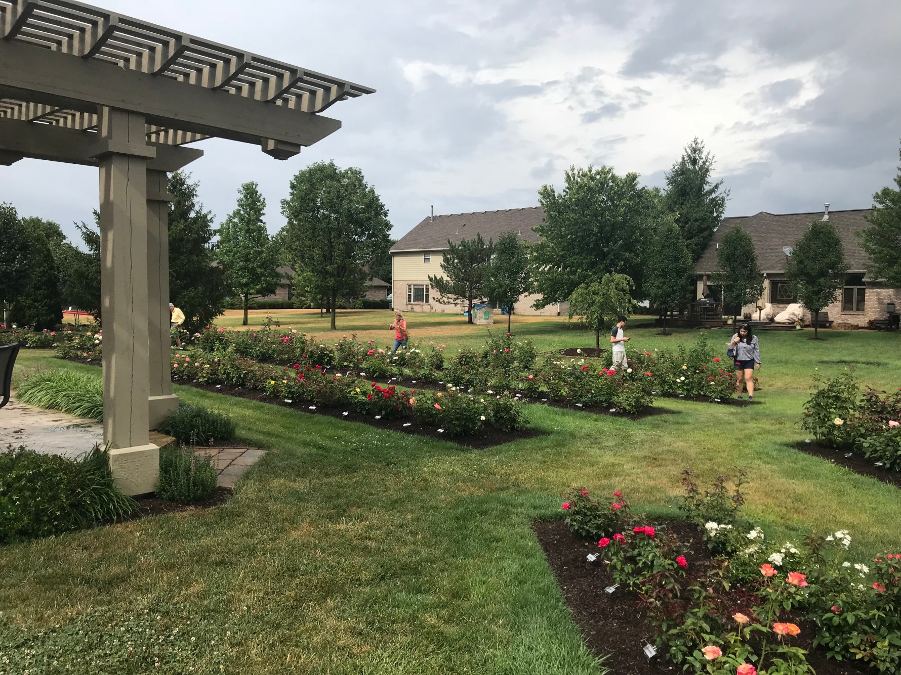 Thrips 101 | Indianapolis Rose Society