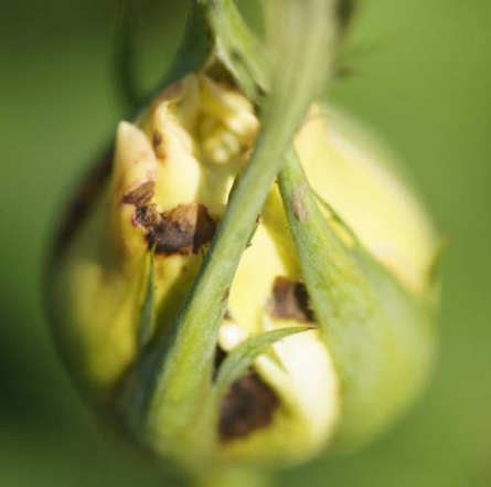 Thrips 101 | Indianapolis Rose Society