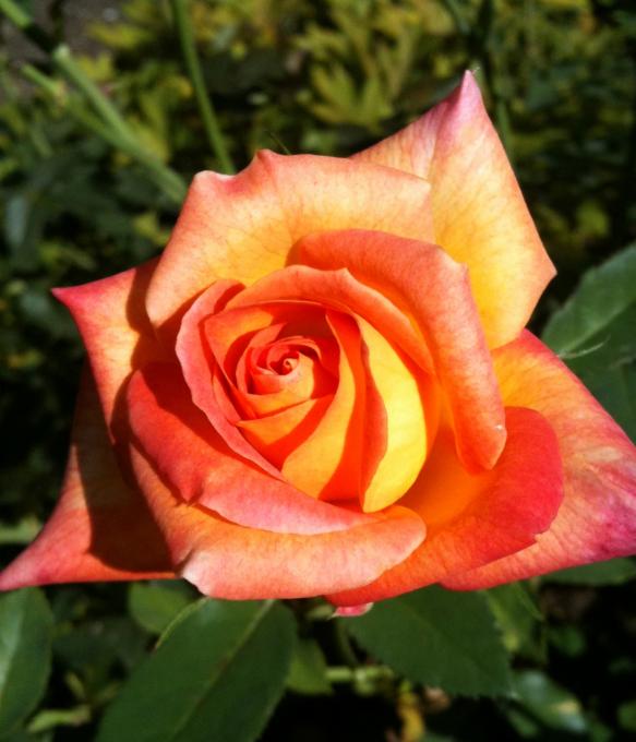 Why Miniflora Roses | Indianapolis Rose Society