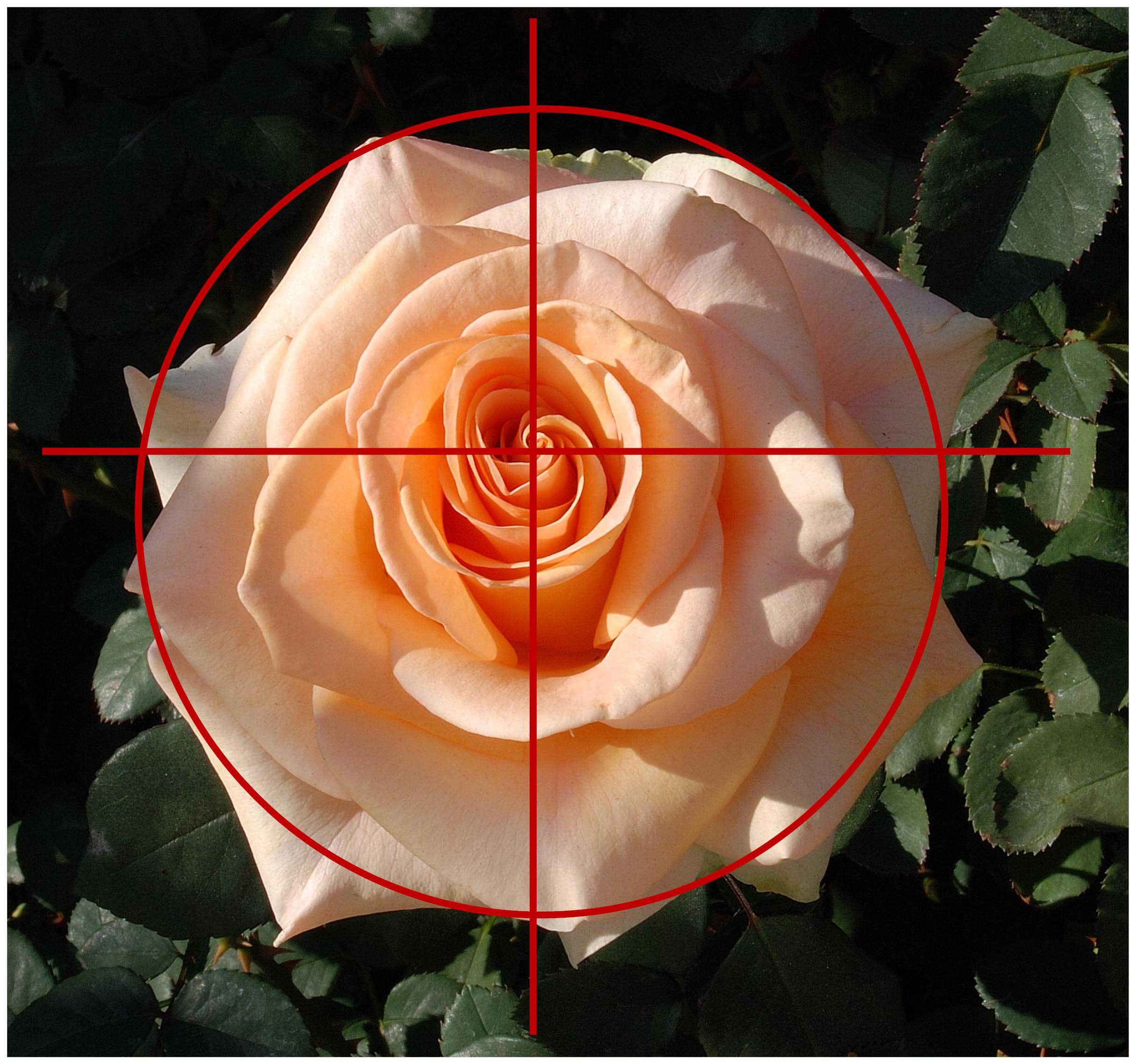 Taking the First Steps to Exhibiting Roses | Indianapolis Rose Society