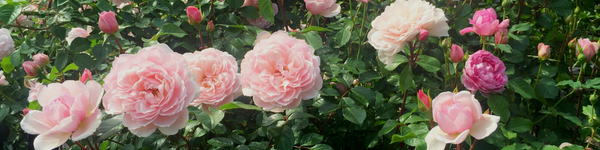 GROWING ROSES IN INDIANA | Indianapolis Rose Society
